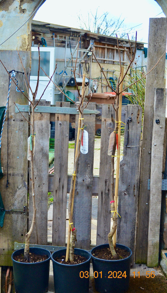 Kaki baum "Ragno, Dattelpflaume" 140-160 cm (Gesamthöhe inkl. Topf) ve