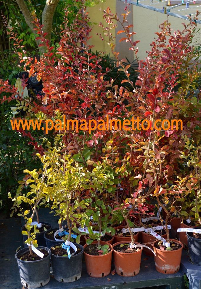 Lagerstroemia indica ''Watermelon Red" ↨ +/- 100 cm (Beispielfoto) 3-5