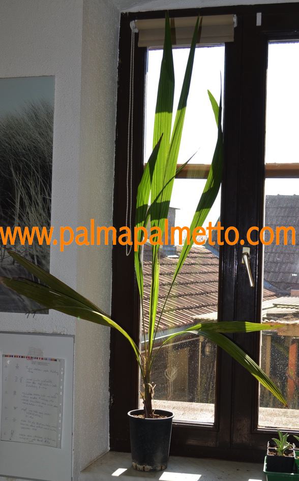 Parajubaea cocoides / ↨ +/- 90 cm (Beispielfoto 4-6 Lt. Topf
