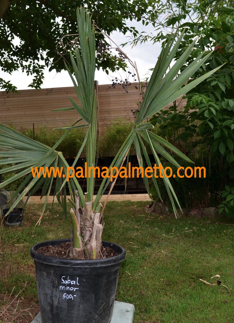 Sabal minor "Dwarfpalmetto" 140-170 cm (Gesamthöhe inkl. Topf) 40-50-L
