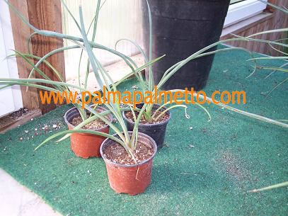 Yucca Decipiens "Palma China" 40-60 cm (Gesamthöhe inkl. Topf)