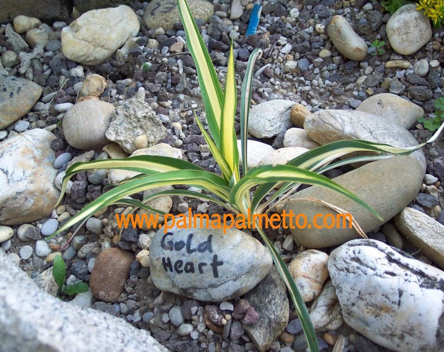 Yucca filamentosa "Gold Heart" ↨ +/- 40 cm(Beispielfoto)